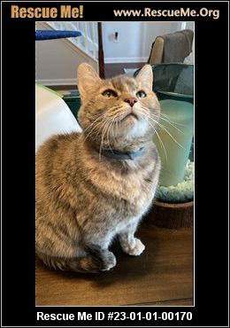 - South Carolina Cat Rescue - ADOPTIONS - Rescue Me!