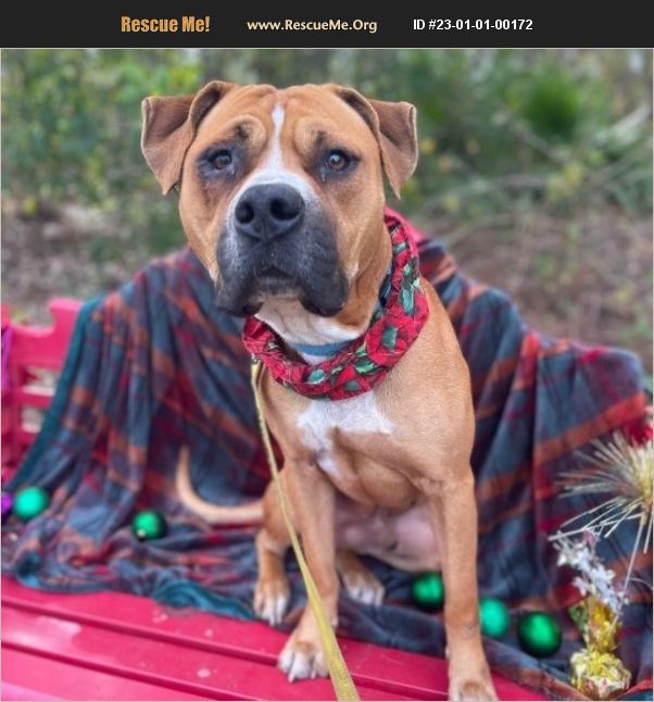 ADOPT 23010100172 ~ Boxer Rescue ~ Sebring, FL