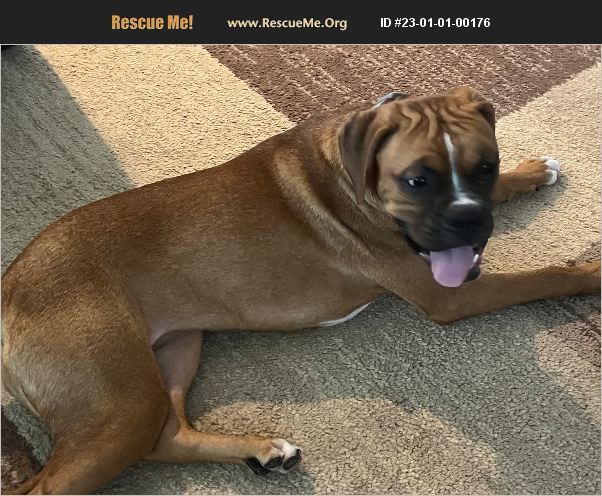 ADOPT 23010100176 ~ Boxer Rescue ~ Goodyear, AZ