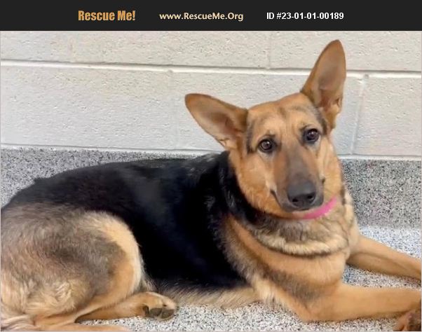 ADOPT 23010100189 ~ German Shepherd Rescue ~ Houston, TX