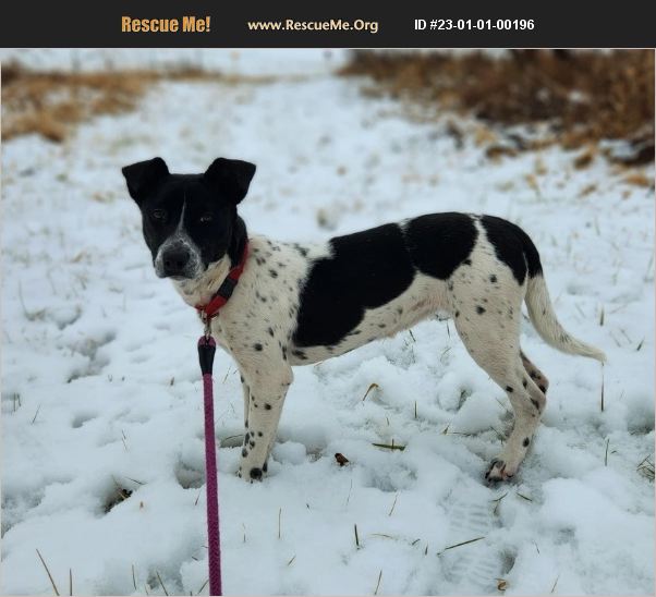 ADOPT 23010100196 ~ Pointer Rescue ~ Tomah, WI