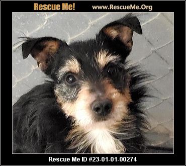 - California Yorkie Rescue - ADOPTIONS - Rescue Me!