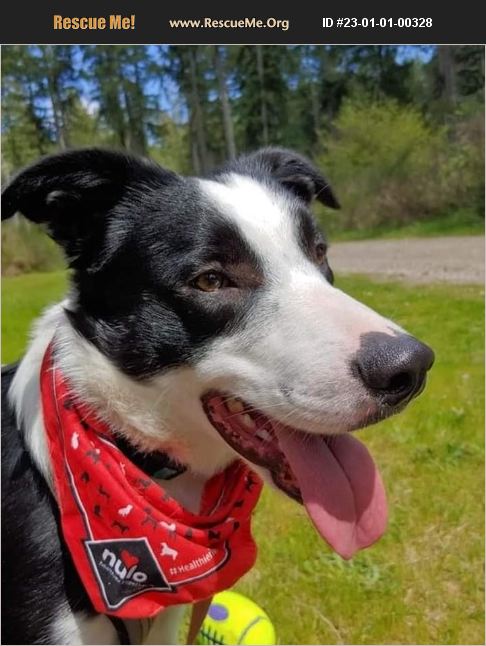 ADOPT 23010100328 ~ Border Collie Rescue ~ Gig Harbor, WA