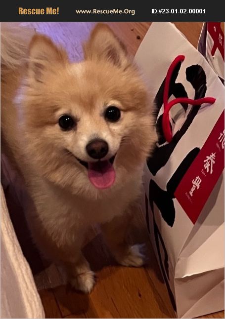 ADOPT 23010200001 ~ Pomeranian Rescue ~ Santa Monica, CA