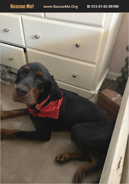 ADOPT 23010200108 ~ Gordon Setter Rescue ~ Annandale, VA