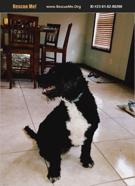 ADOPT 23010200200 ~ Portuguese Water Dog Rescue ~ Parrish, FL