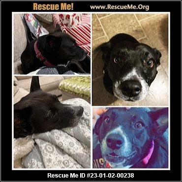 - Florida Corgi Rescue - ADOPTIONS - Rescue Me!