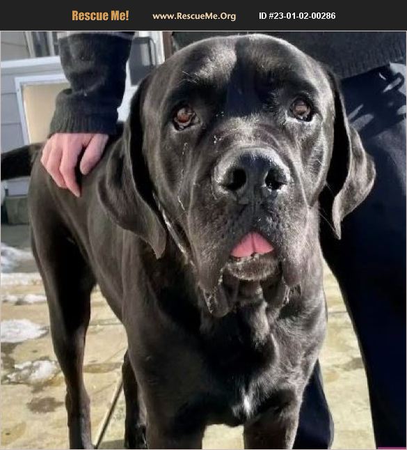 ADOPT 23010200286 ~ Mastiff Rescue ~ Mead, CO