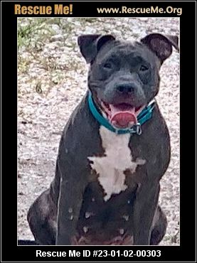 - Texas Pit Bull Rescue - ADOPTIONS - Rescue Me!