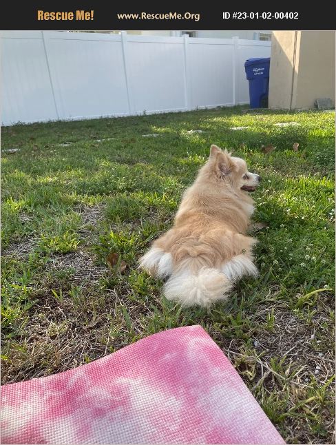ADOPT 23010200402 ~ Pomeranian Rescue ~ Plantation, FL