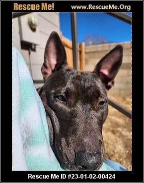 - New Mexico Dog Rescue - ADOPTIONS - Rescue Me!