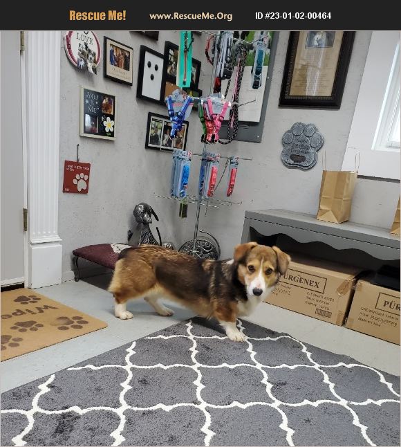 ADOPT 23010200464 ~ Corgi Rescue ~ Denver, IN