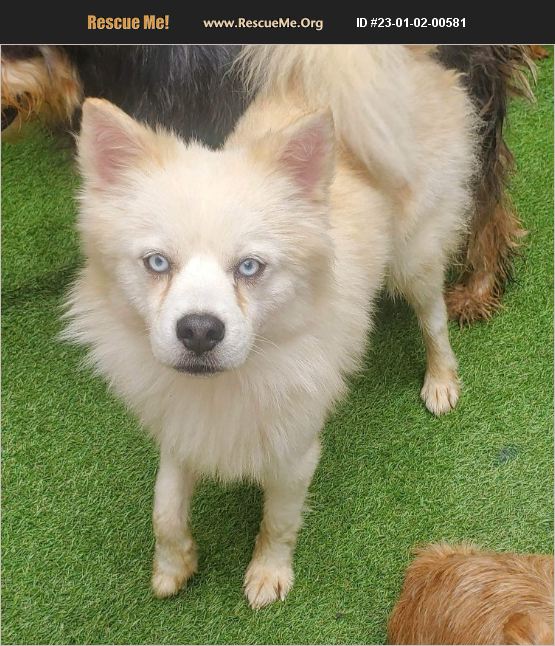 ADOPT 23010200581 ~ Pomeranian Rescue ~ Maricopa, AZ
