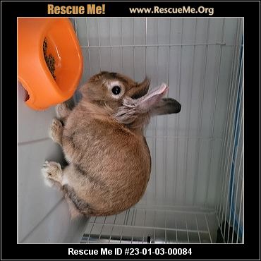 - Illinois Rabbit Rescue - ADOPTIONS - Rescue Me!