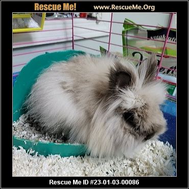 - Illinois Rabbit Rescue - ADOPTIONS - Rescue Me!
