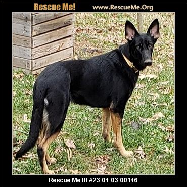 - North Carolina German Shepherd Rescue - ADOPTIONS - Rescue Me!