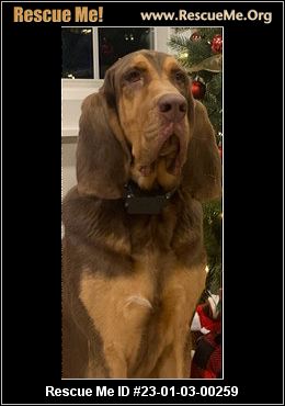 - New York Bloodhound Rescue - ADOPTIONS - Rescue Me!