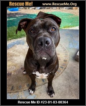 - California Pit Bull Rescue - ADOPTIONS - Rescue Me!