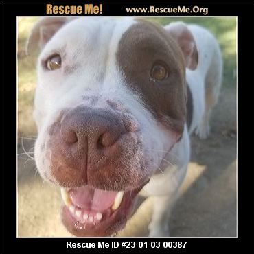 - Utah Dog Rescue - ADOPTIONS - Rescue Me!
