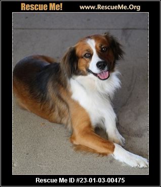 - Indiana Golden Retriever Rescue - ADOPTIONS - Rescue Me!