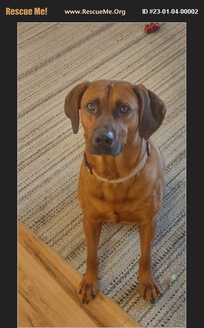 ADOPT 23010400002 ~ Rhodesian Ridgeback Rescue ~ Forest Grove, OR