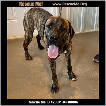 - Colorado Mastiff Rescue - ADOPTIONS - Rescue Me!