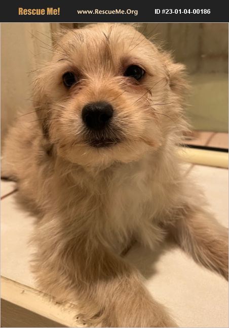 ADOPT 23010400186 ~ Maltese Rescue ~ la mesa, CA