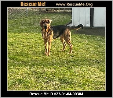 - Indiana German Shepherd Rescue - ADOPTIONS - Rescue Me!