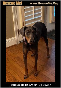 - North Carolina Doberman Pinscher Rescue - ADOPTIONS - Rescue Me!