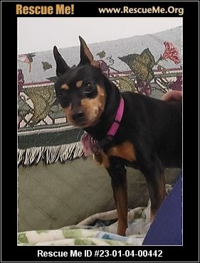 - California Miniature Pinscher Rescue - ADOPTIONS - Rescue Me!