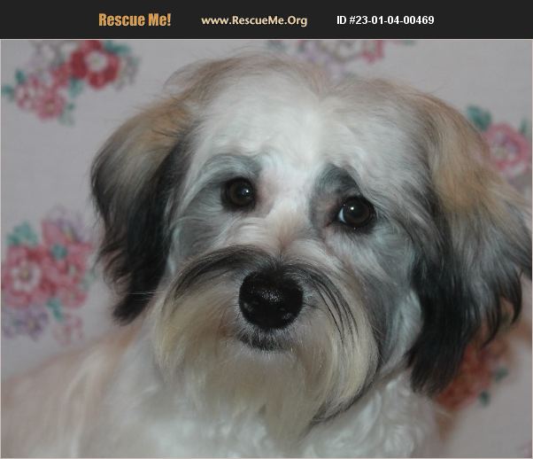 ADOPT 23010400469 ~ Havanese Rescue ~ Portsmouth, OH
