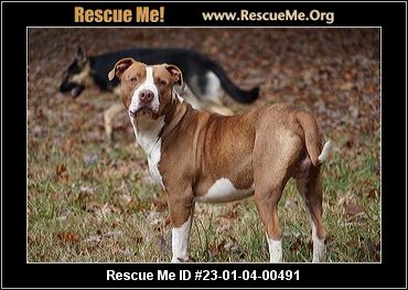 - Tennessee Pit Bull Rescue - ADOPTIONS - Rescue Me!