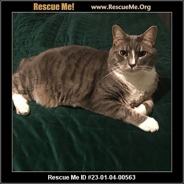 - Missouri Cat Rescue - ADOPTIONS - Rescue Me!