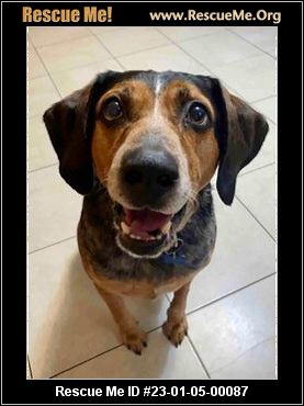 - Survivor Tails Animal Rescue - BOSTON, MA - AVAILABLE PETS