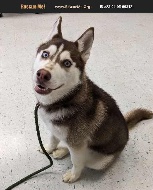 ADOPT 23010500312 ~ Siberian Husky Rescue ~ SALT LAKE CITY, UT