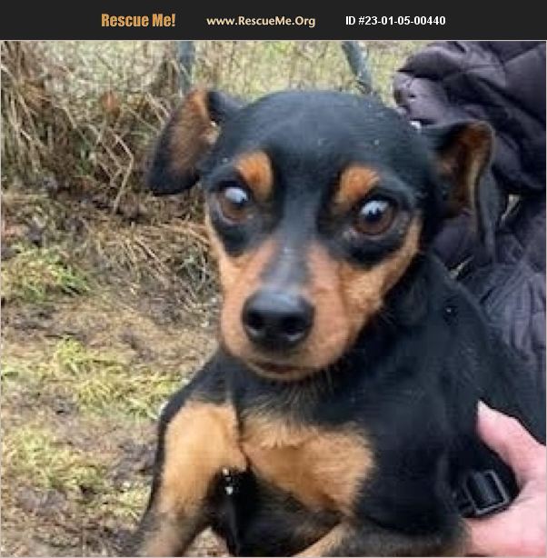 ADOPT 23010500440 ~ Miniature Pinscher Rescue ~ Traverse City, MI