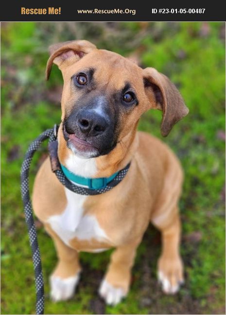ADOPT 23010500487 ~ Rhodesian Ridgeback Rescue ~ Grants Pass, OR