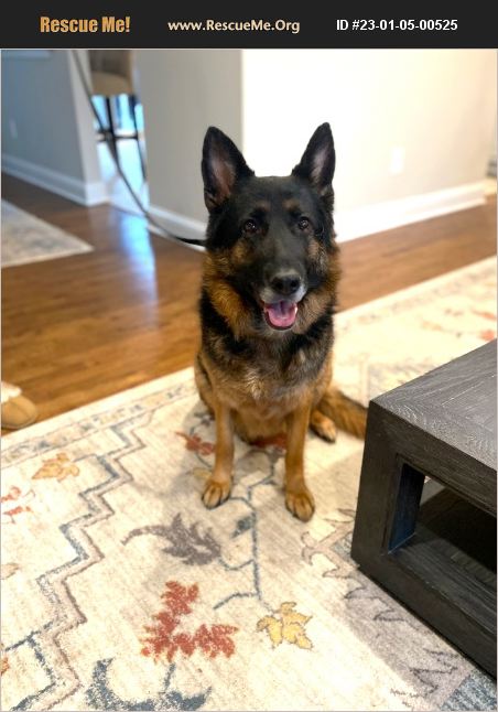 ADOPT 23010500525 ~ German Shepherd Rescue ~ Stirling, NJ