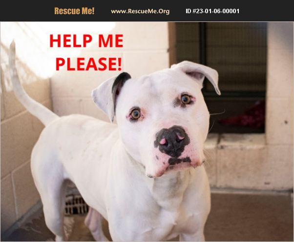 ADOPT 23010600001 ~ Staffordshire Bull Terrier Rescue ~ Maricopa County, AZ