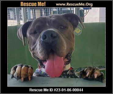 - California American Bulldog Rescue - ADOPTIONS - Rescue Me!
