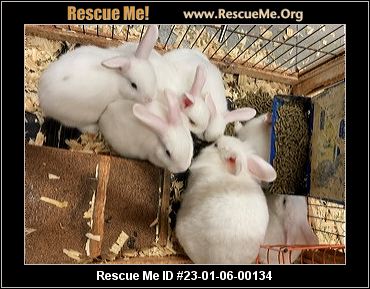 - North Carolina Rabbit Rescue - ADOPTIONS - Rescue Me!