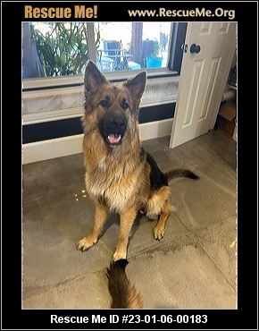 - Connecticut German Shepherd Rescue - ADOPTIONS - Rescue Me!