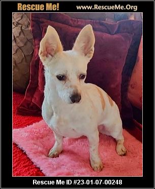 - California Corgi Rescue - ADOPTIONS - Rescue Me!