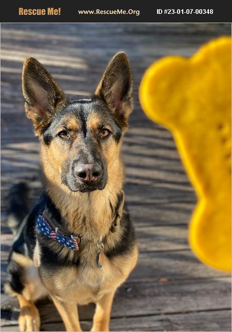 ADOPT 23010700348 ~ German Shepherd Rescue ~ Colorado Springs, CO