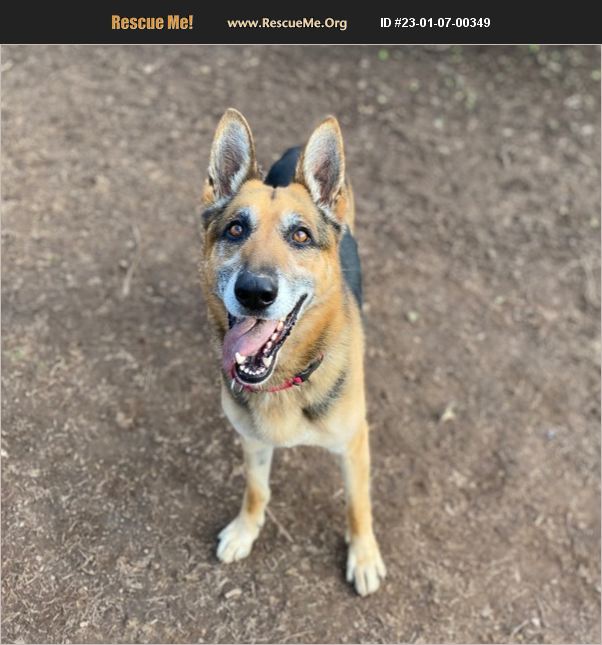 ADOPT 23010700349 ~ German Shepherd Rescue ~ Stirling, NJ