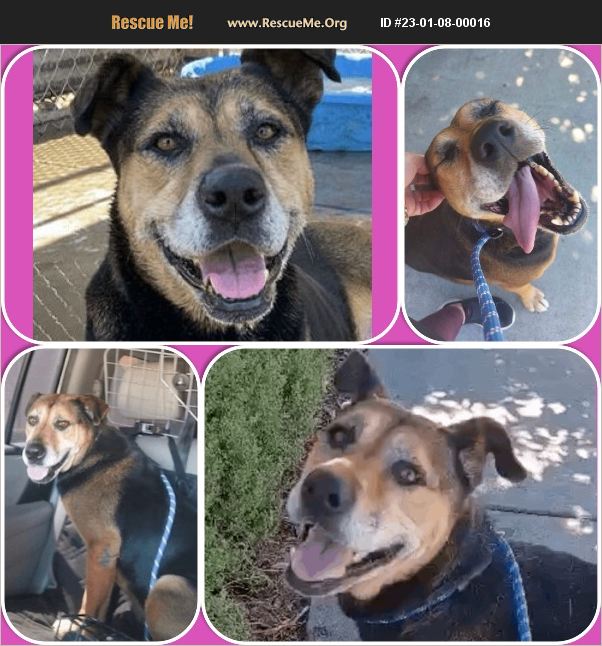 ADOPT 23010800016 ~ German Shepherd Rescue ~ Auburn, WA