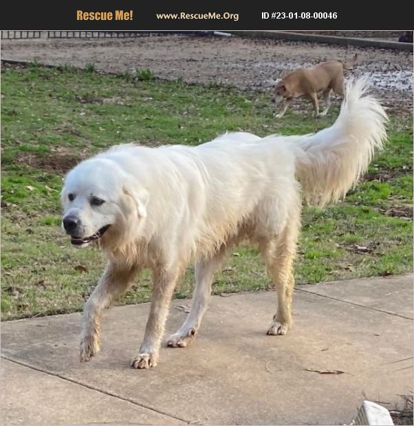 ADOPT 23010800046 ~ Great Pyrenees Rescue ~ Plymouth Meeting, PA