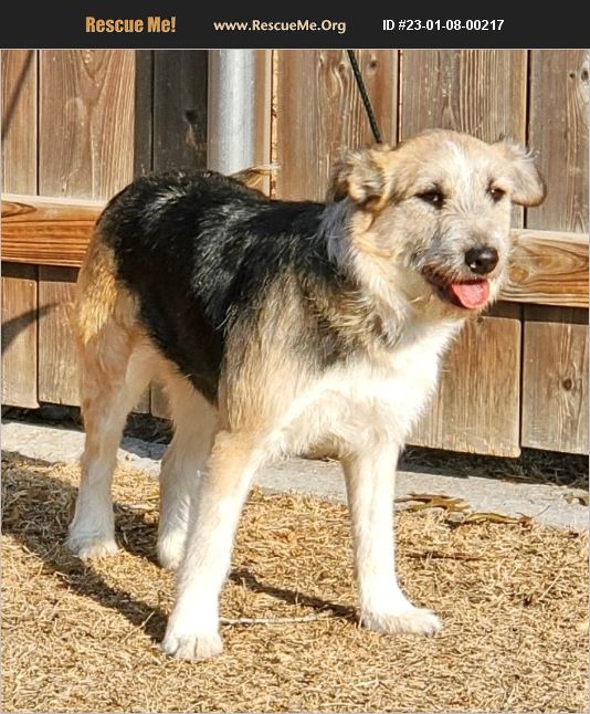 ADOPT 23010800217 ~ German Shepherd Rescue ~ Great Bend, KS