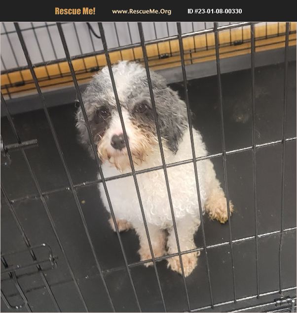 ADOPT 23010800330 ~ Poodle Rescue ~ Irwin, PA