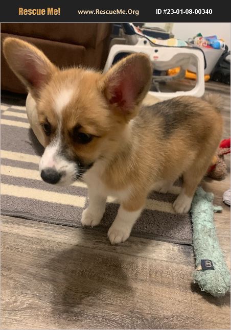 ADOPT 23010800340 ~ Corgi Rescue ~ Tampa, FL